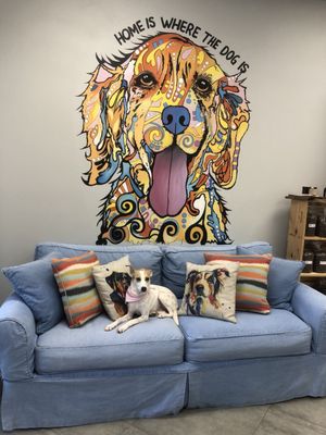 Miami Gardens, FL - Golden Retriever Groomer
